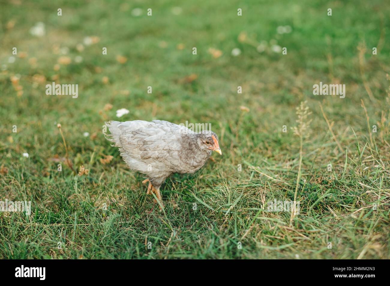 Chick running hi-res stock photography and images - Alamy