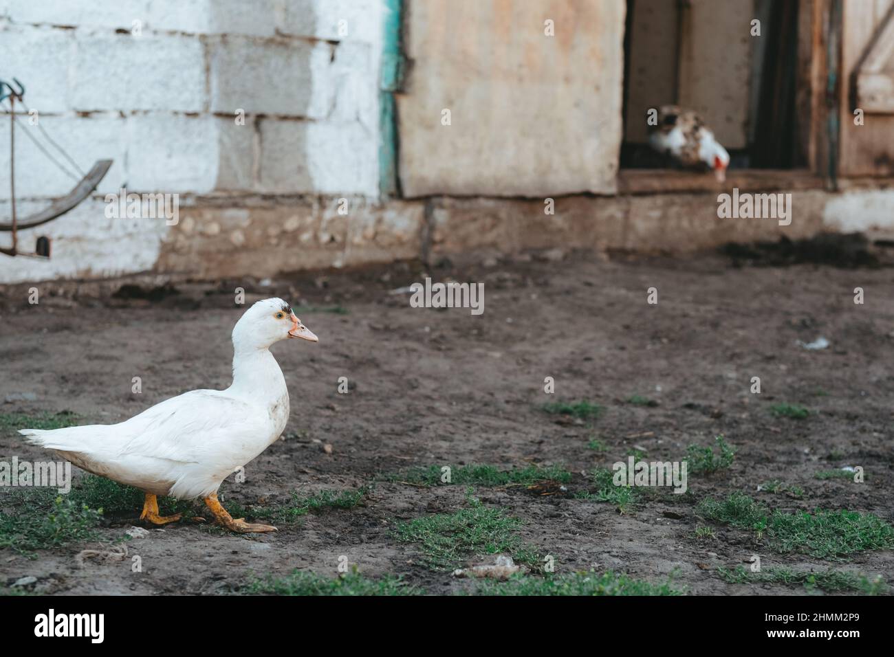 white duck walks on the farm Stock Photo - Alamy