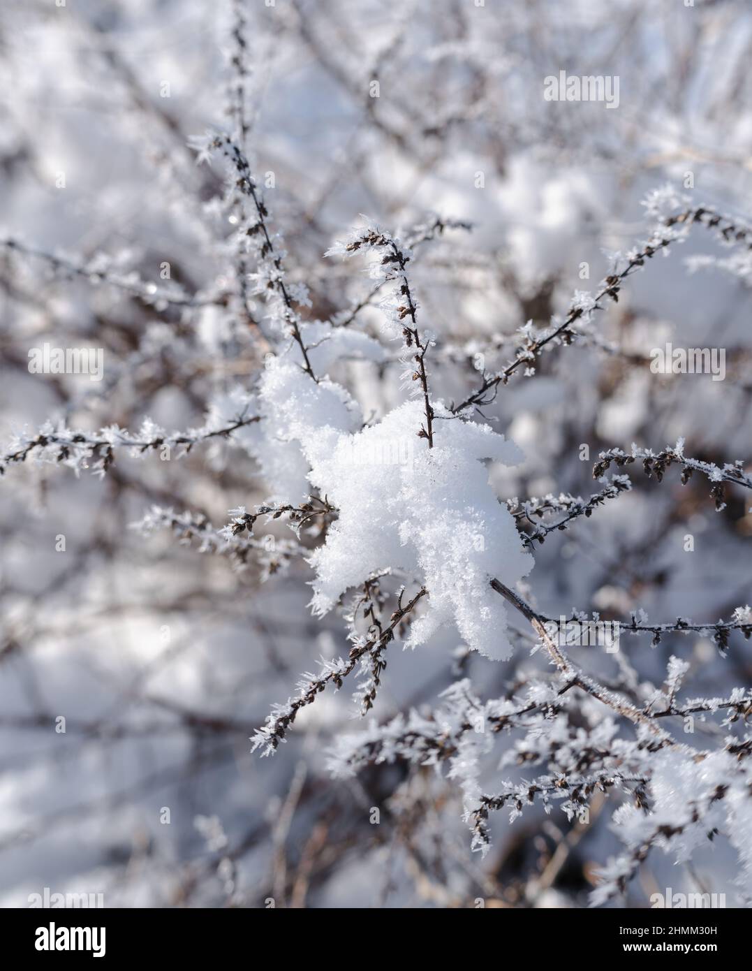 Closeup of frosty tree branches Stock Photo - Alamy