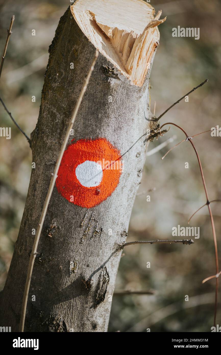 Vertical shot of a red circle mark on a tree Stock Photo - Alamy