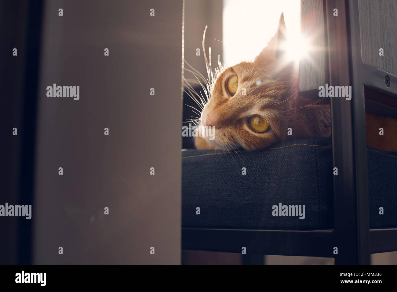 Cat cat lies on chair hi-res stock photography and images - Alamy