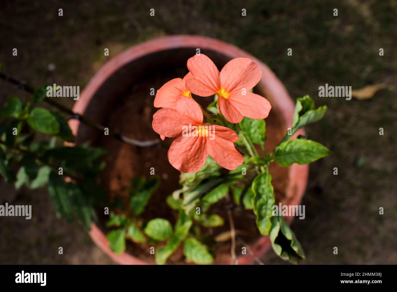 Crossandra or Aboli flowers also known as Firecracker flower bunch top ...