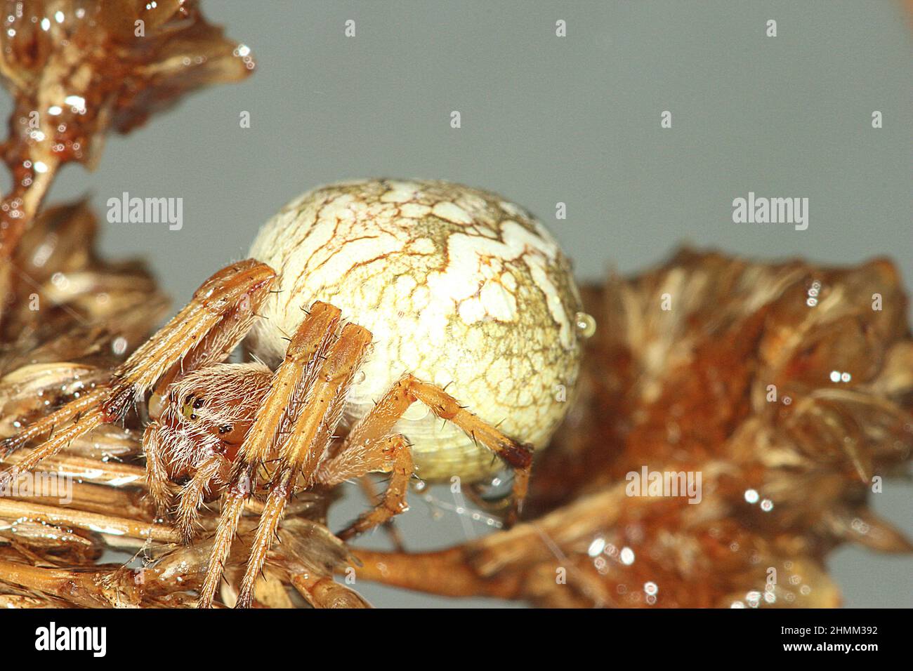 Female sooty orbweb spider (Cyclosa fuliginata Stock Photo - Alamy