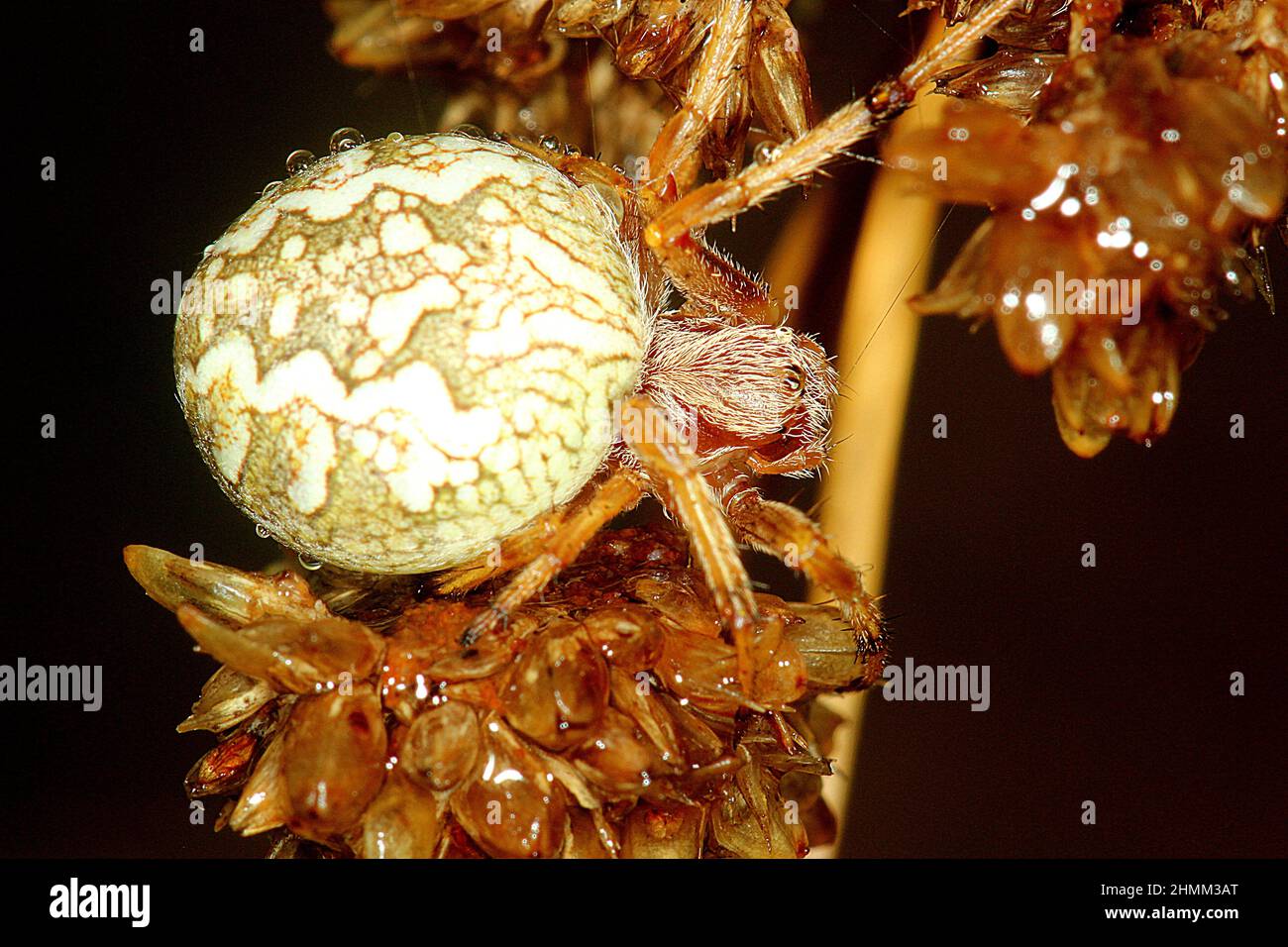 Female sooty orbweb spider (Cyclosa fuliginata Stock Photo - Alamy