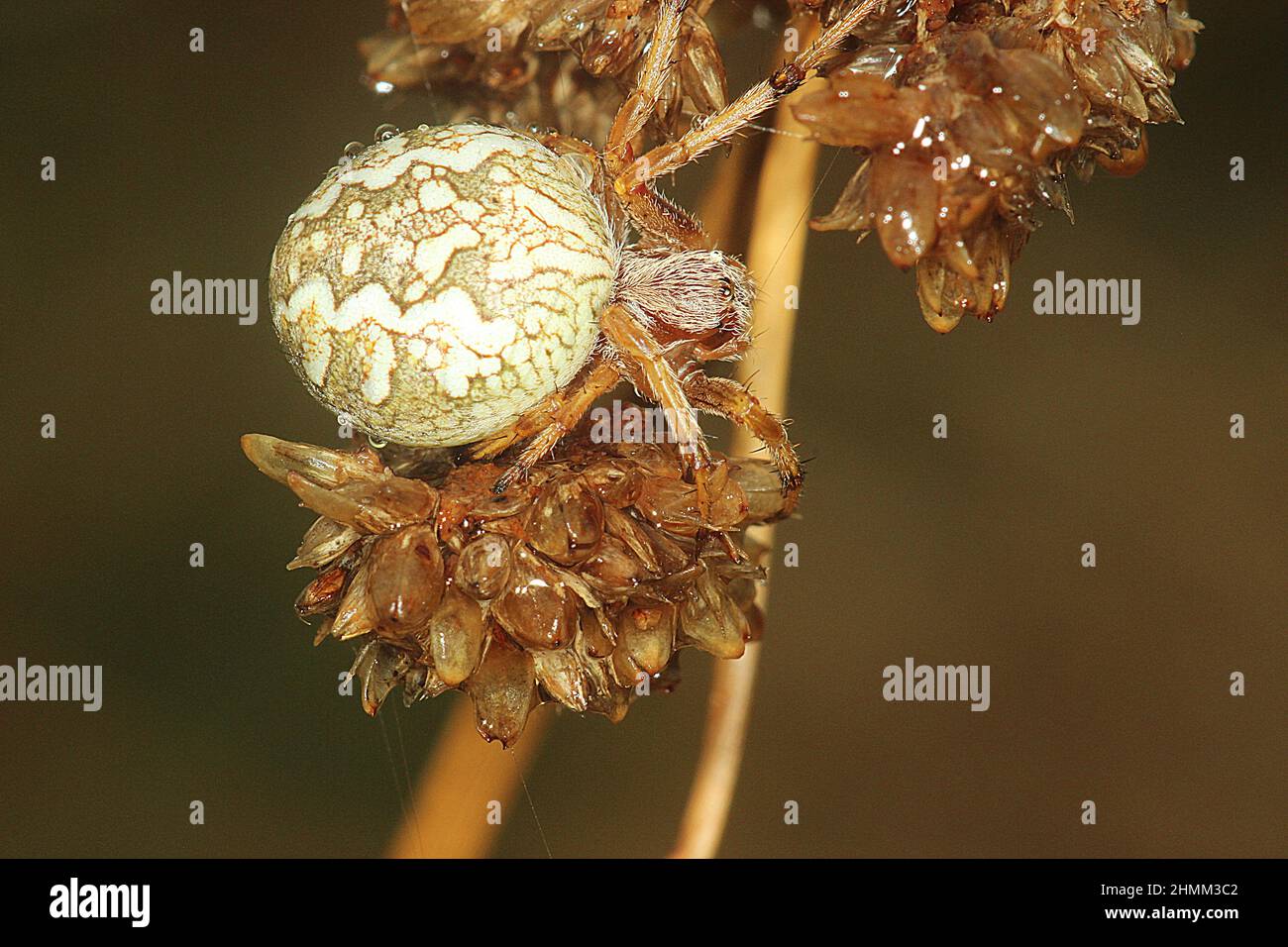 Female sooty orbweb spider (Cyclosa fuliginata Stock Photo - Alamy