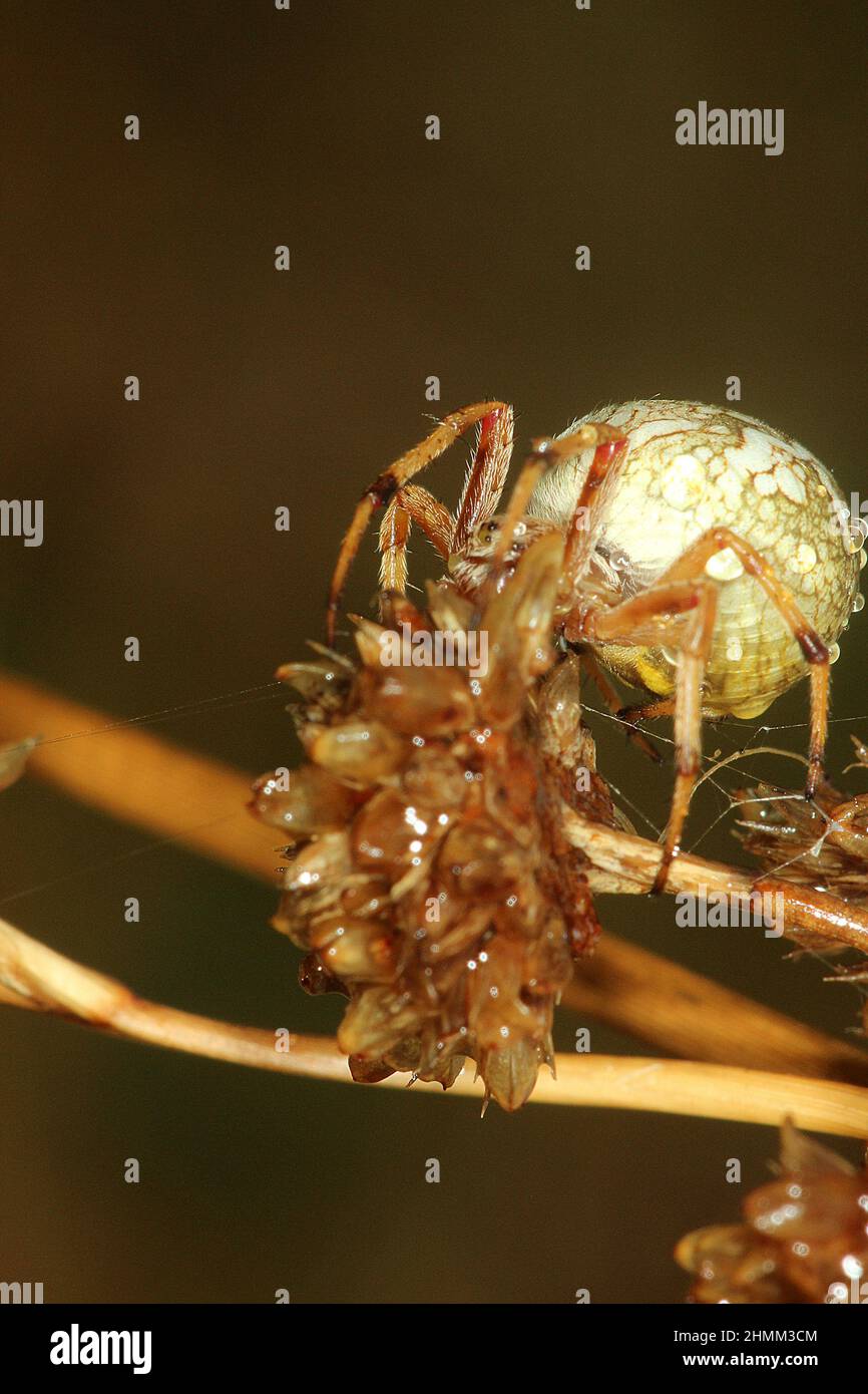 Female sooty orbweb spider (Cyclosa fuliginata Stock Photo - Alamy