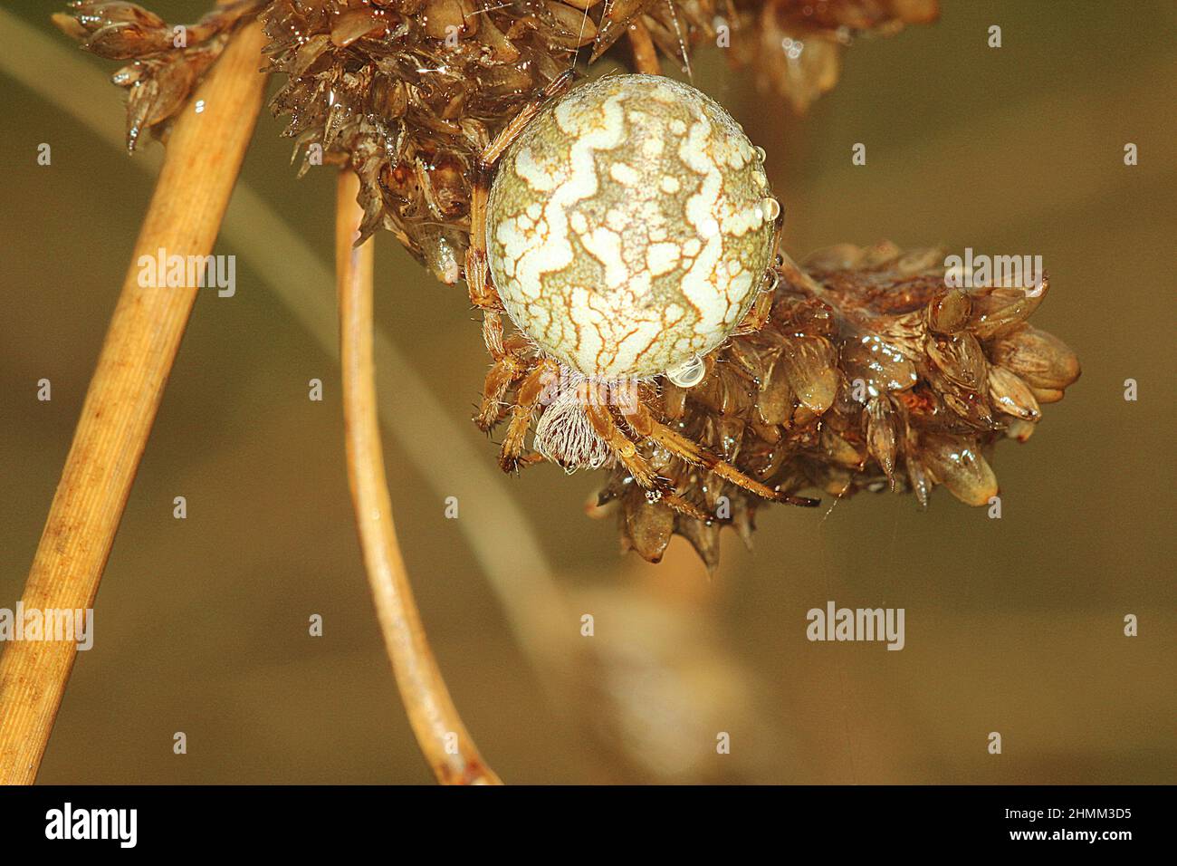 Female sooty orbweb spider (Cyclosa fuliginata Stock Photo - Alamy