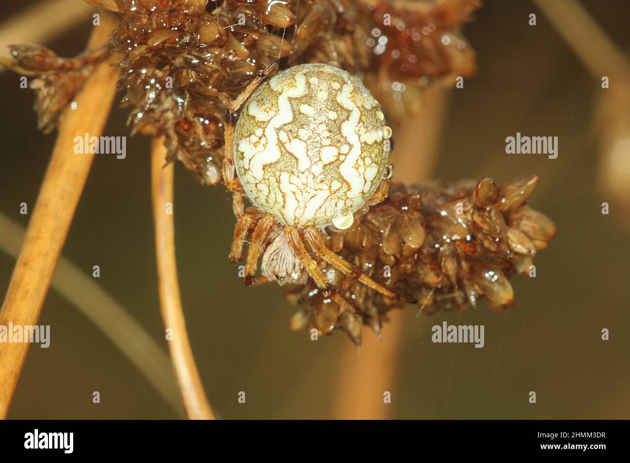 Female sooty orbweb spider (Cyclosa fuliginata Stock Photo - Alamy