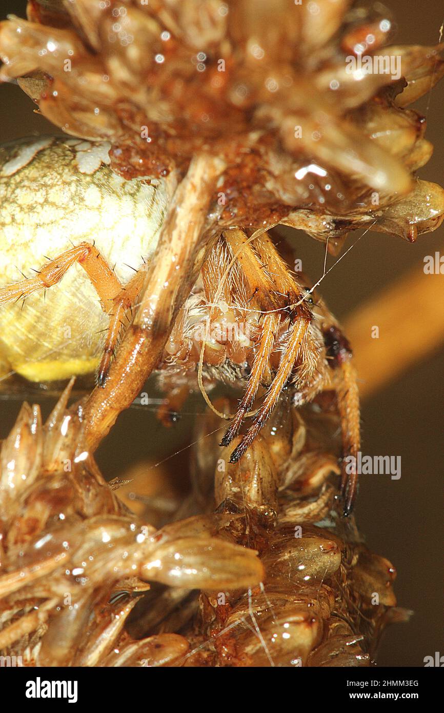 Female sooty orbweb spider (Cyclosa fuliginata Stock Photo - Alamy