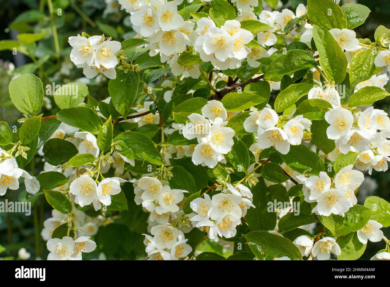 Blooming jasmine bush in summertime with green leaves Stock Photo - Alamy