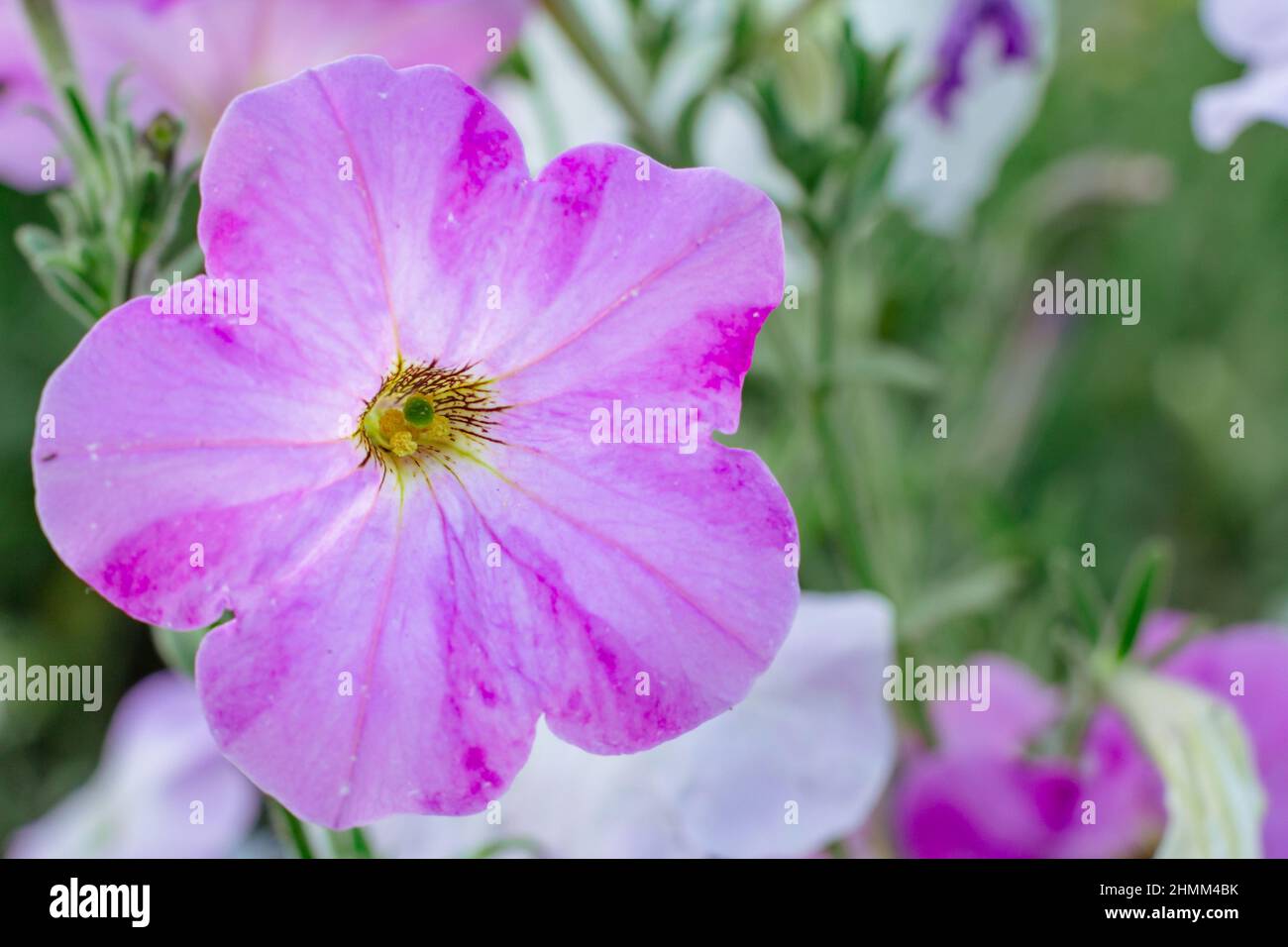 Close-up petunia flower in the summer garden. Blooming pink petunia in ...
