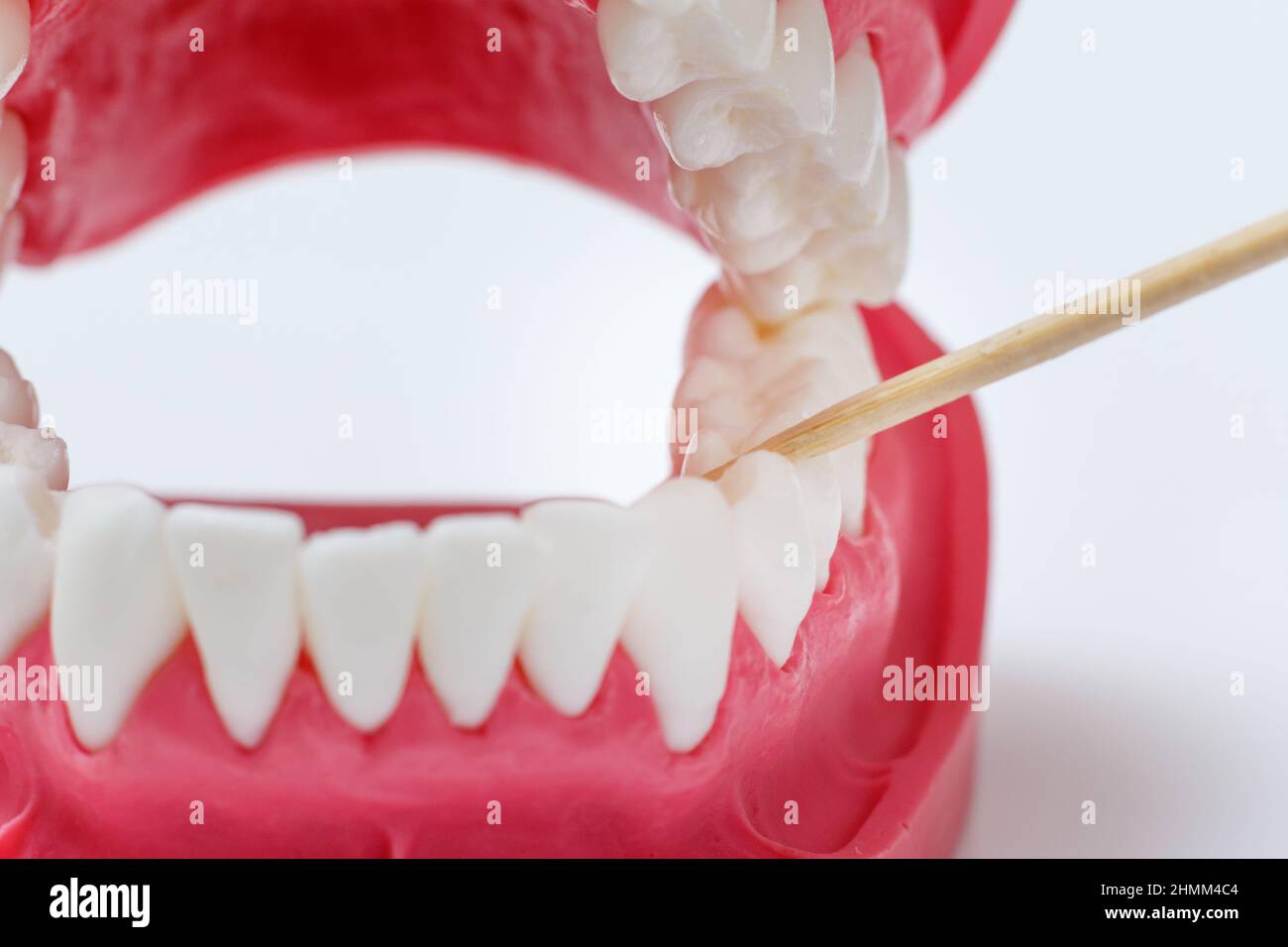 Layout of the human jaw with a toothpick between teeth Stock Photo - Alamy