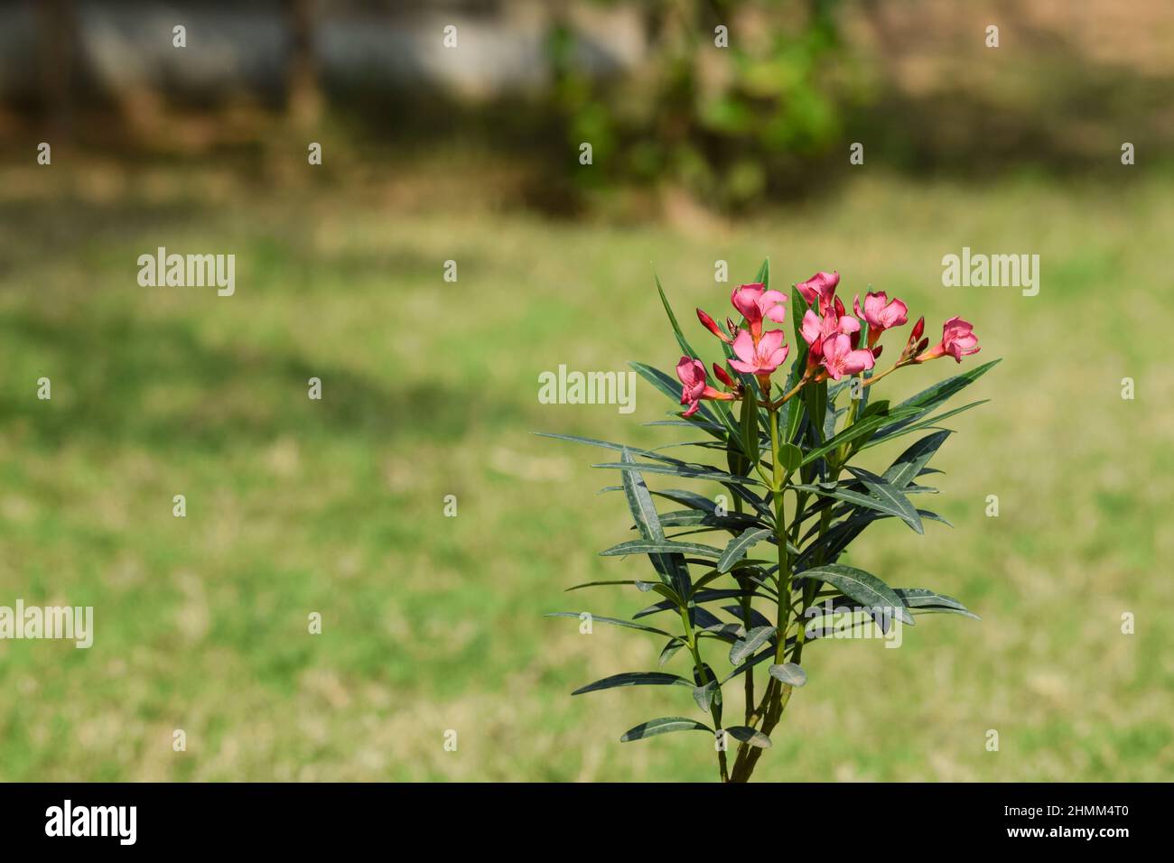 Cascabela thevetia flowers also known as Kaner flower. Dark pink color ...