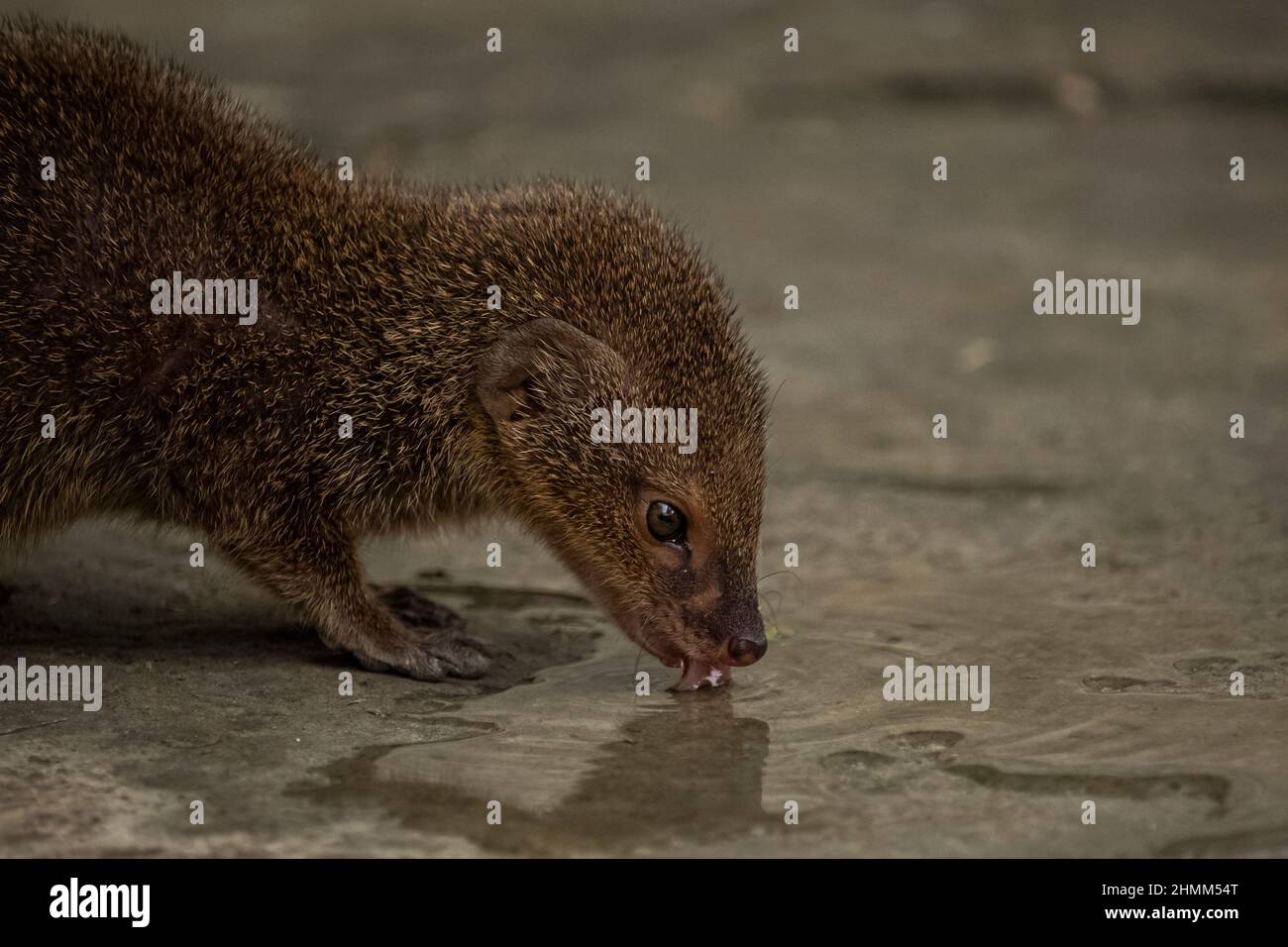 A beautiful gray mongoose drinking water from the ground Stock Photo ...
