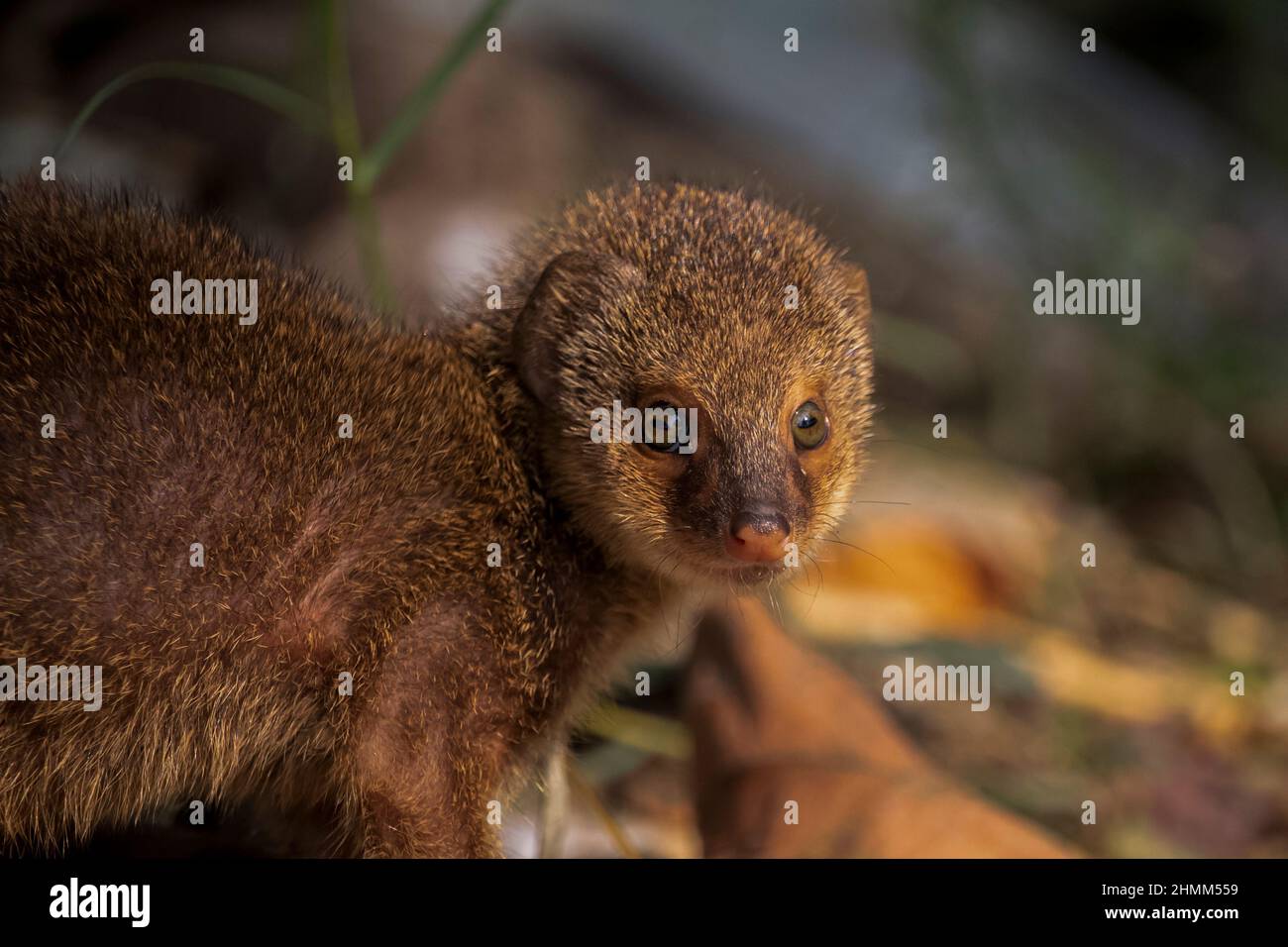 Mongoose eyes hi-res stock photography and images - Alamy