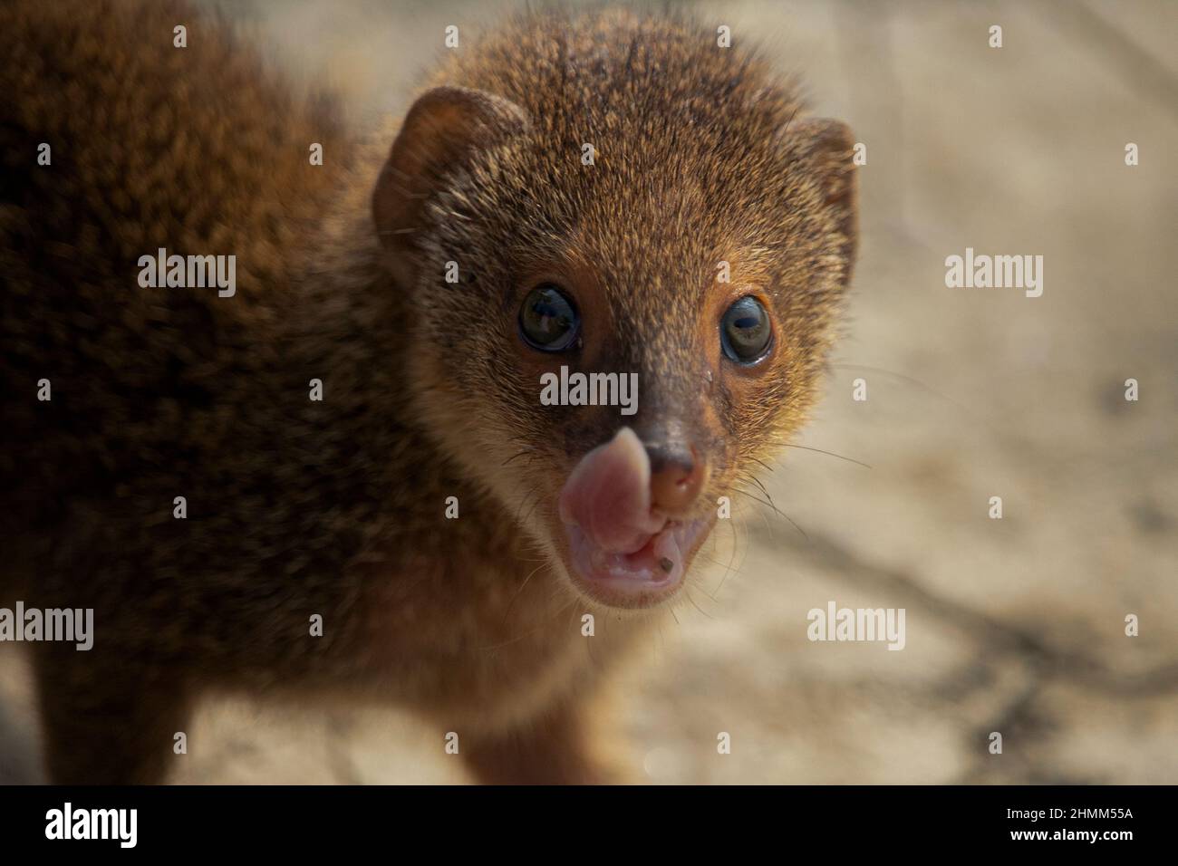 Face close up of a gray mongoose Stock Photo - Alamy