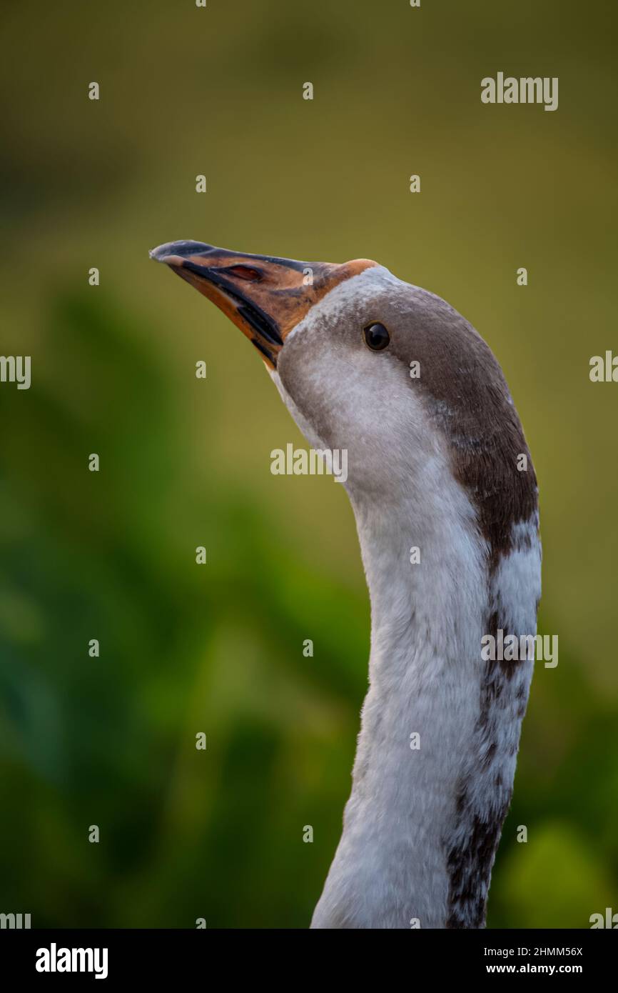 Bird sanctuarty hi-res stock photography and images - Alamy