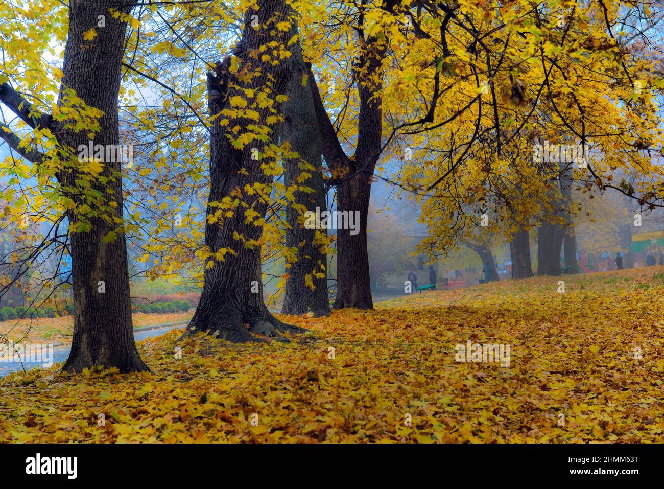 Colorful autumn trees with yellowed foliage in the autumn park. Golden ...