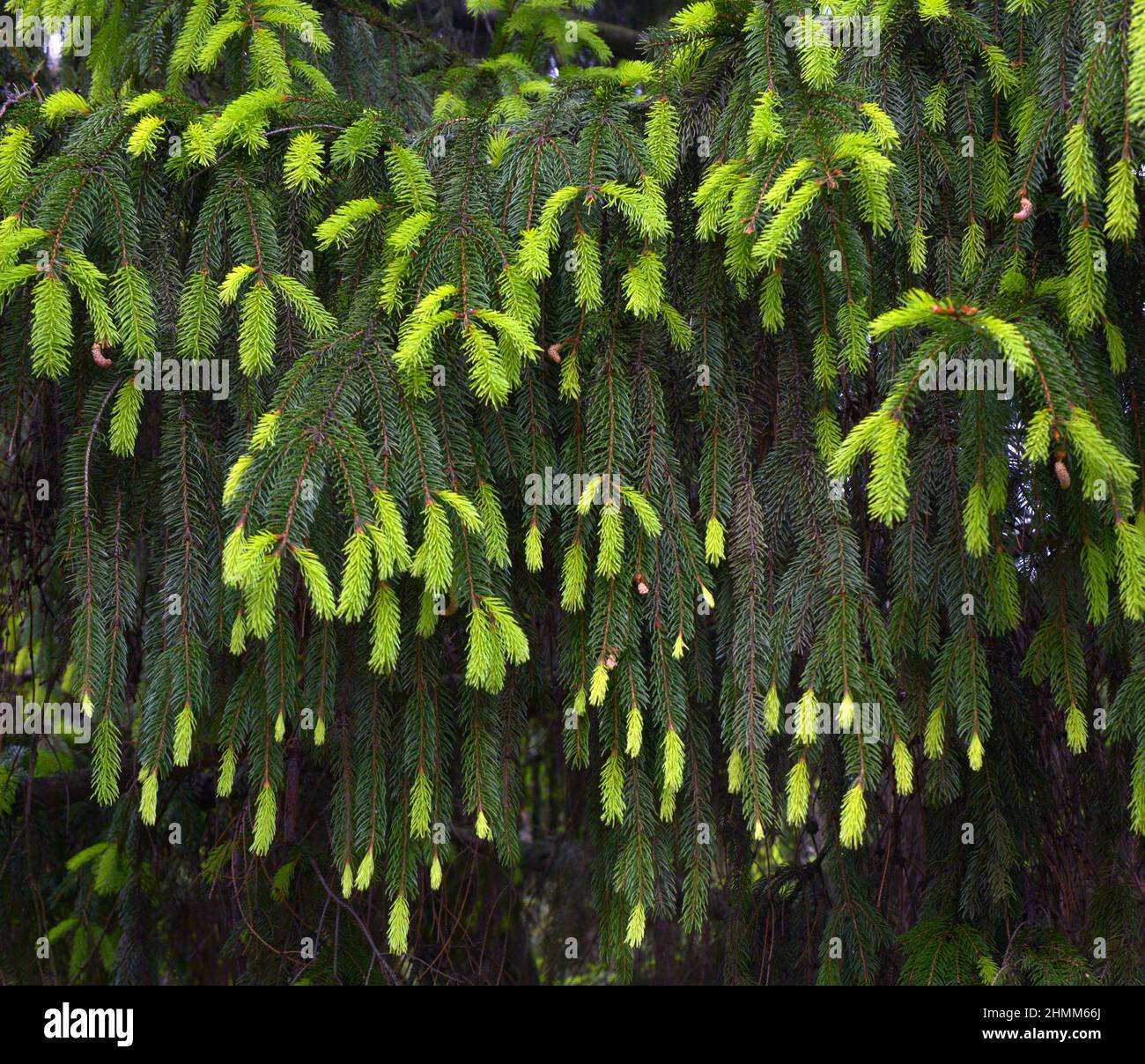 close-up branch with new young sprout of spruce tree shoot in spring ...