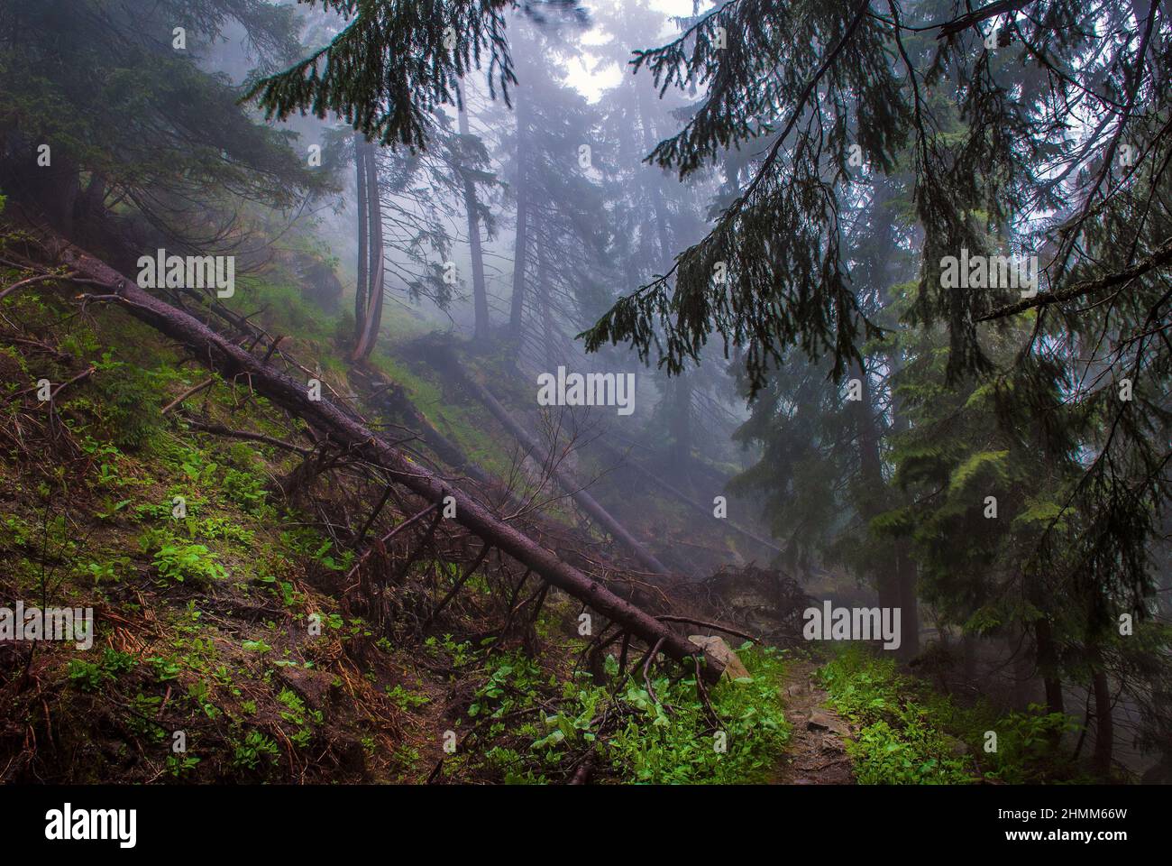 Deep european dark forest hi-res stock photography and images - Alamy
