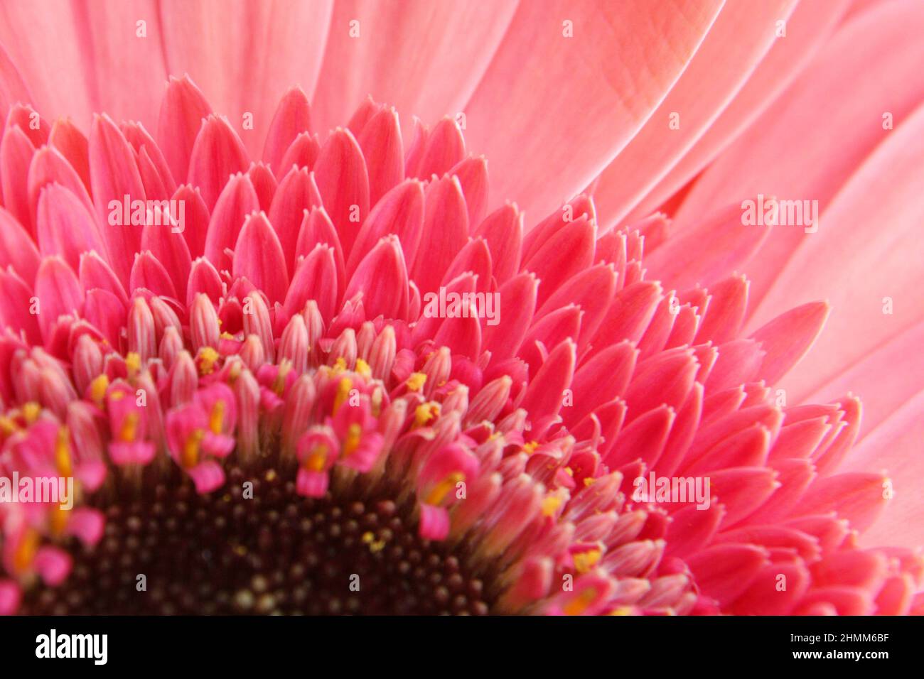 Bright pink gerbera (Gerbera hybrida) flower close up Stock Photo - Alamy