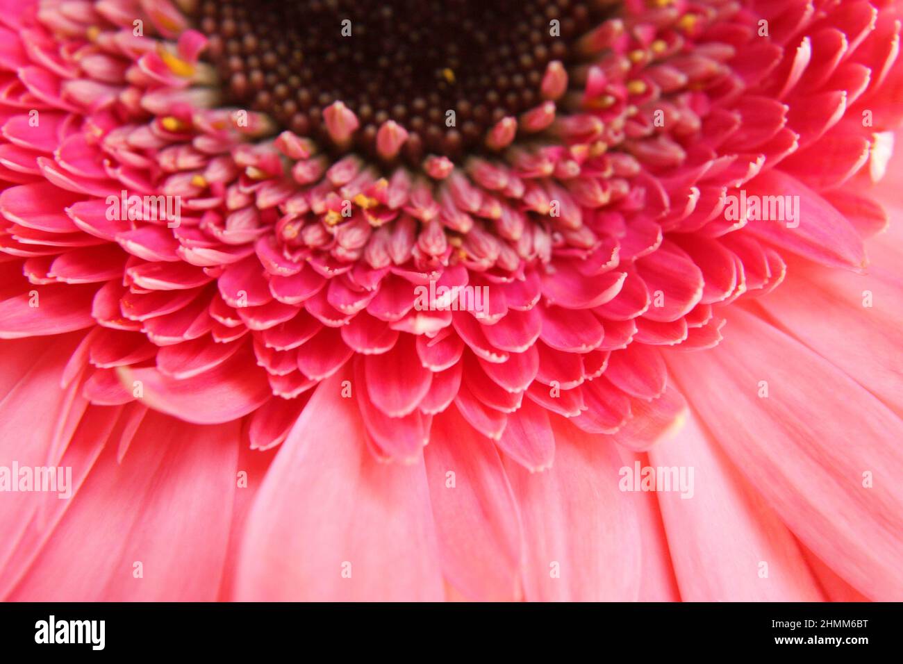 Bright pink gerbera (Gerbera hybrida) flower close up Stock Photo - Alamy