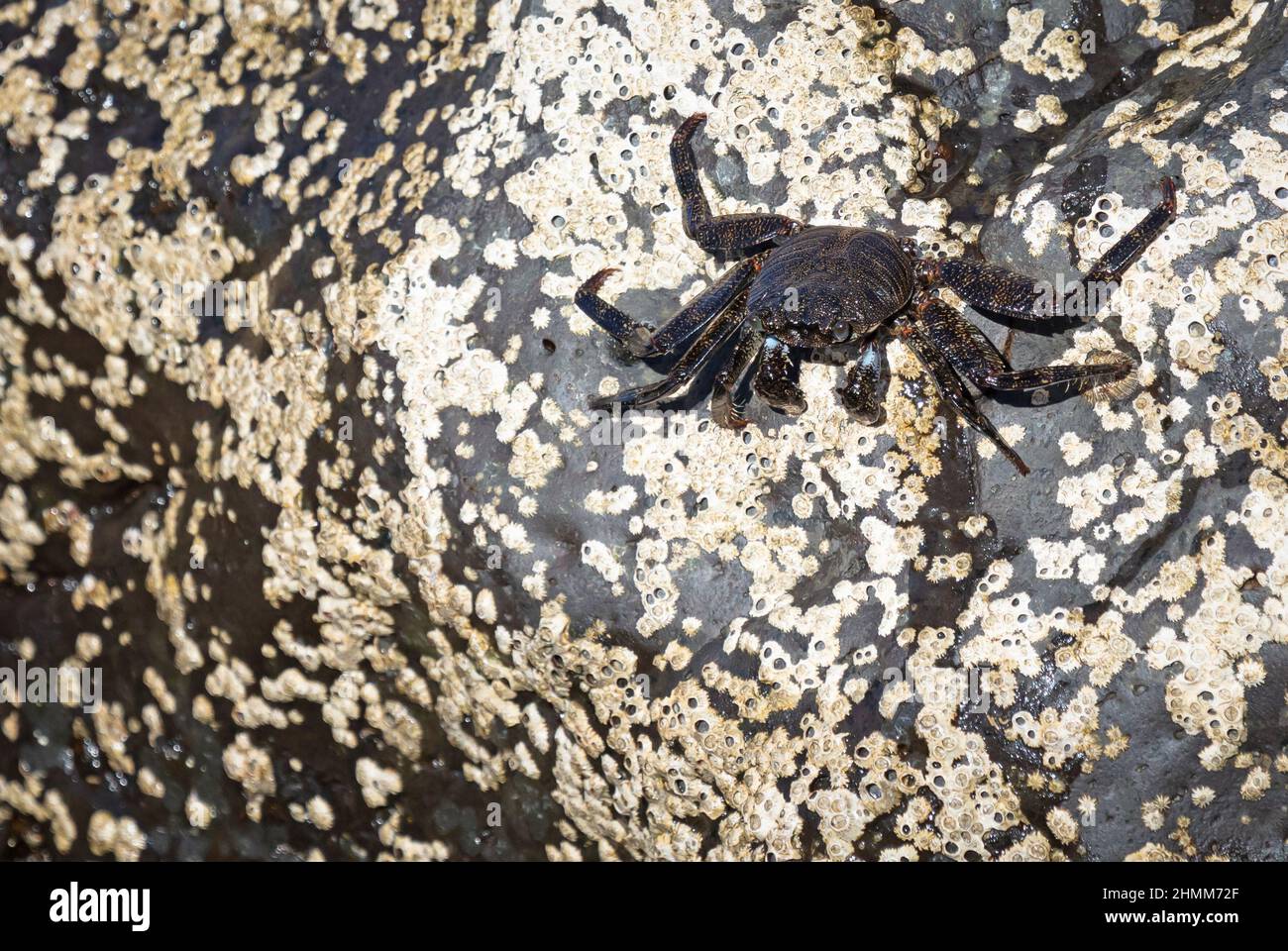 Moorish Crab or Red Crab (Grapsus adscensionis) on Lanzarote island ...