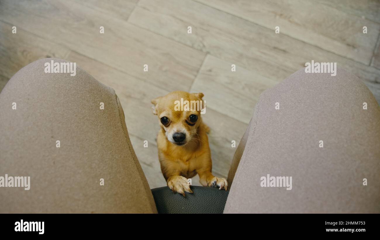 The cute pet funny lays its paws on the chair for the mistress. Toy ...