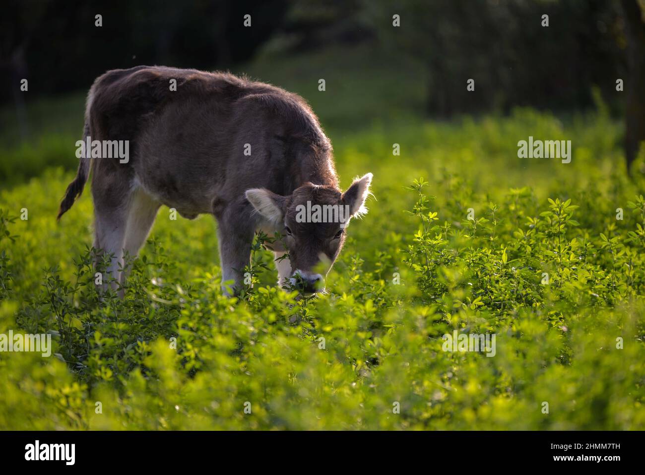 Cute calf in a rural meadow Stock Photo - Alamy