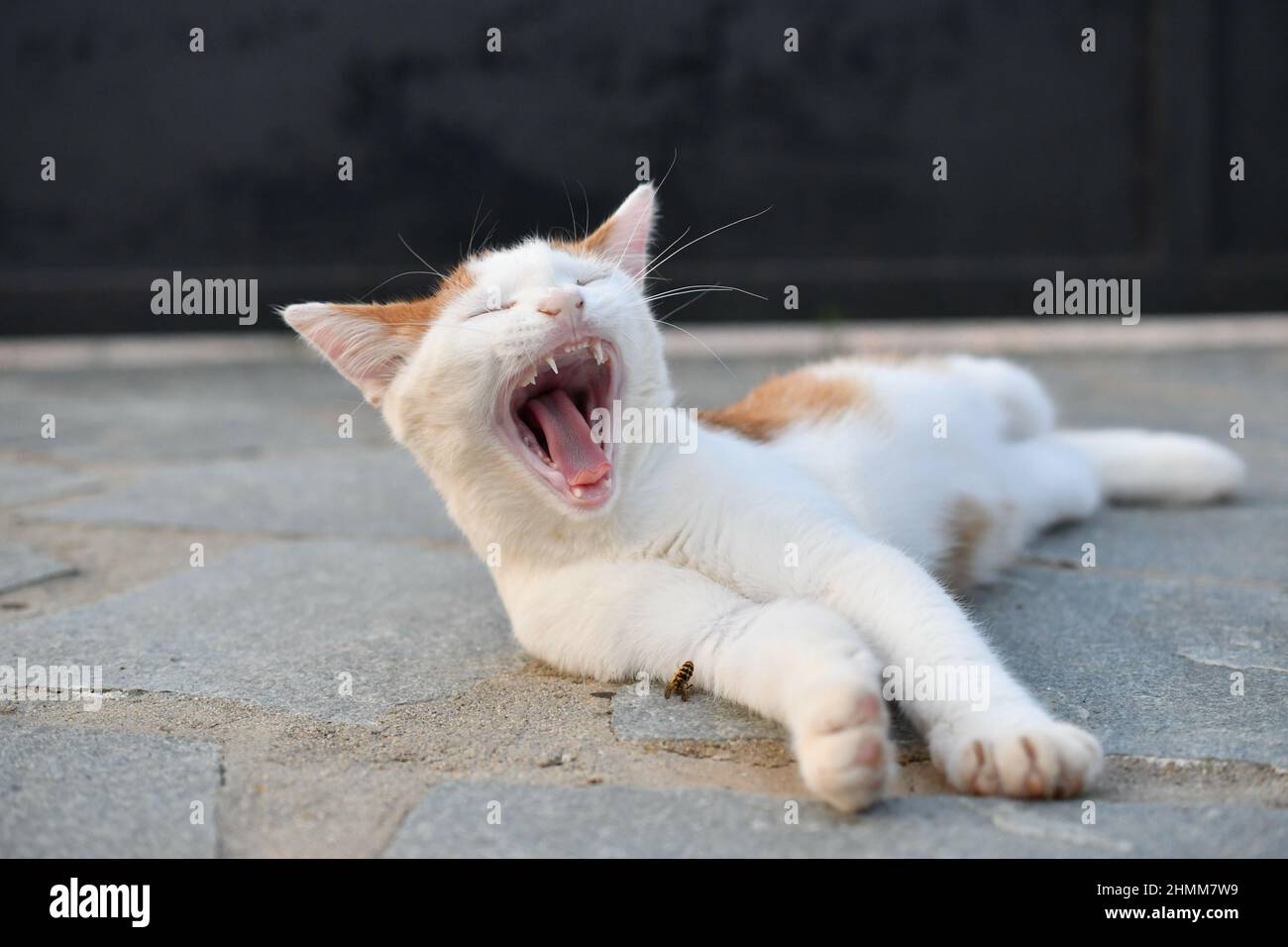 Beautiful white cat yawning while lying on the ground Stock Photo - Alamy