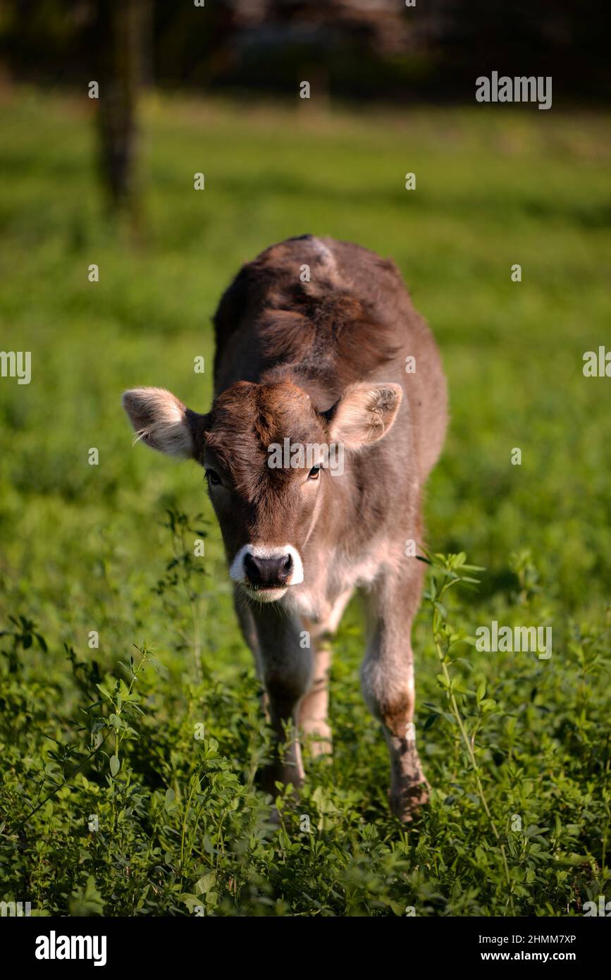 Cute calf in a rural meadow Stock Photo - Alamy