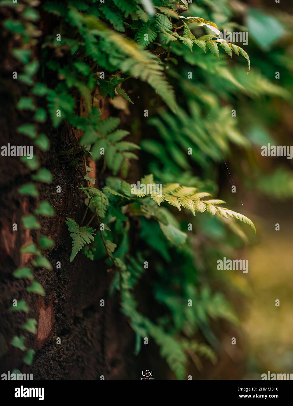 Selective focus shot of fern leaves in a botanical garden in Dhaka ...