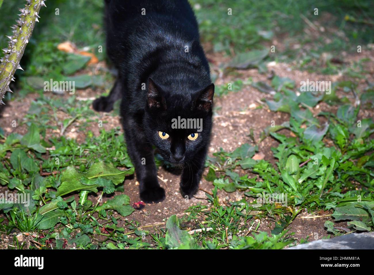 Overhead shot of a black cat staring upfront Stock Photo - Alamy