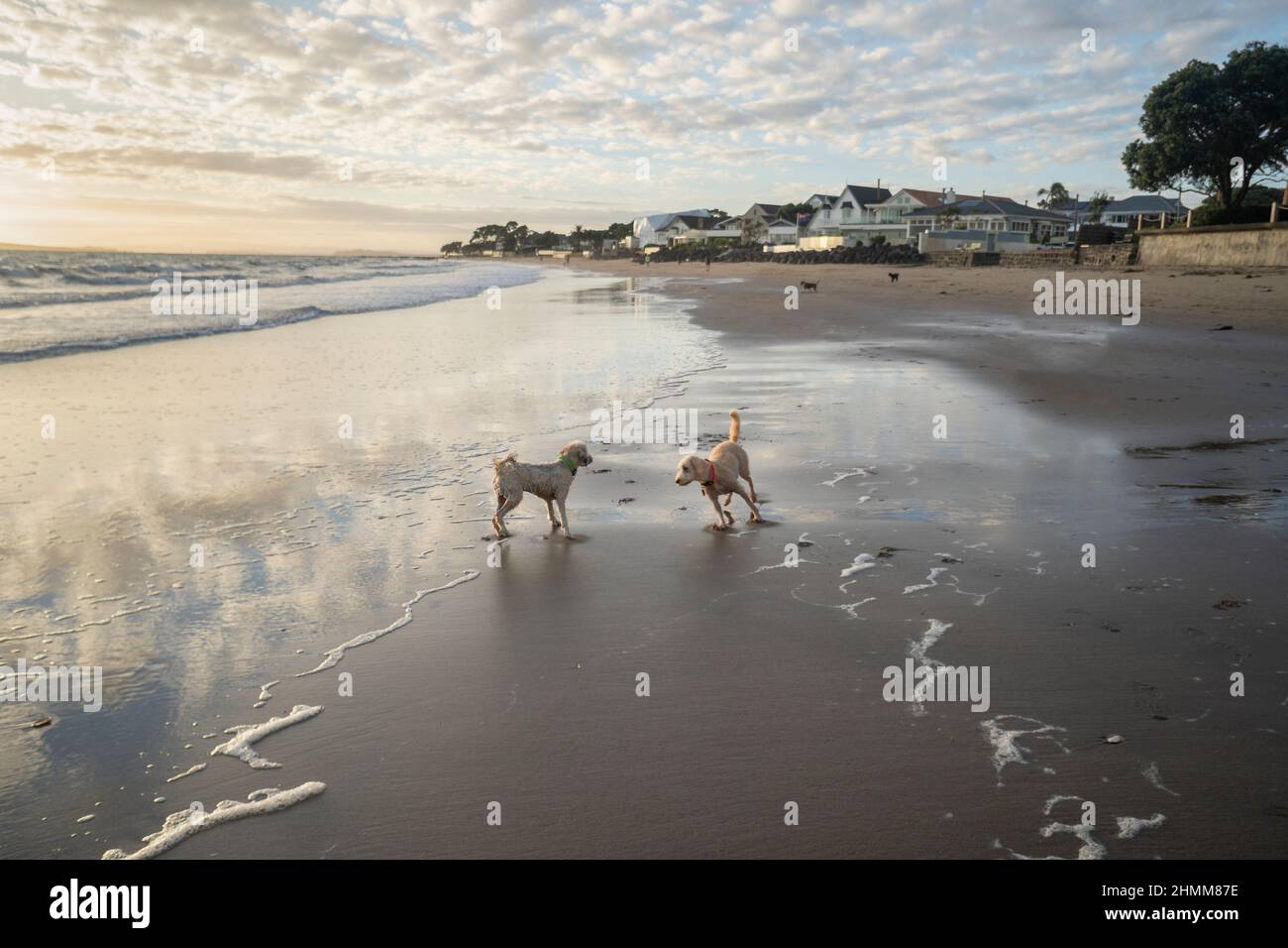 Dogs playing on the beach at sunrise, Milford Beach, Auckland Stock ...