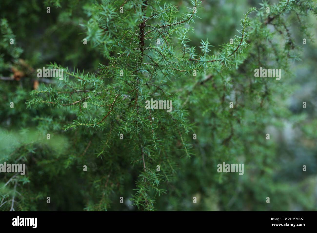 Juniper tree foliage abstract / Juniperus communis Stock Photo - Alamy