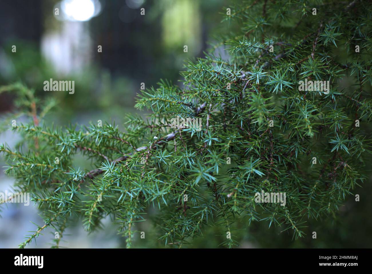 Juniper tree foliage abstract / Juniperus communis Stock Photo - Alamy
