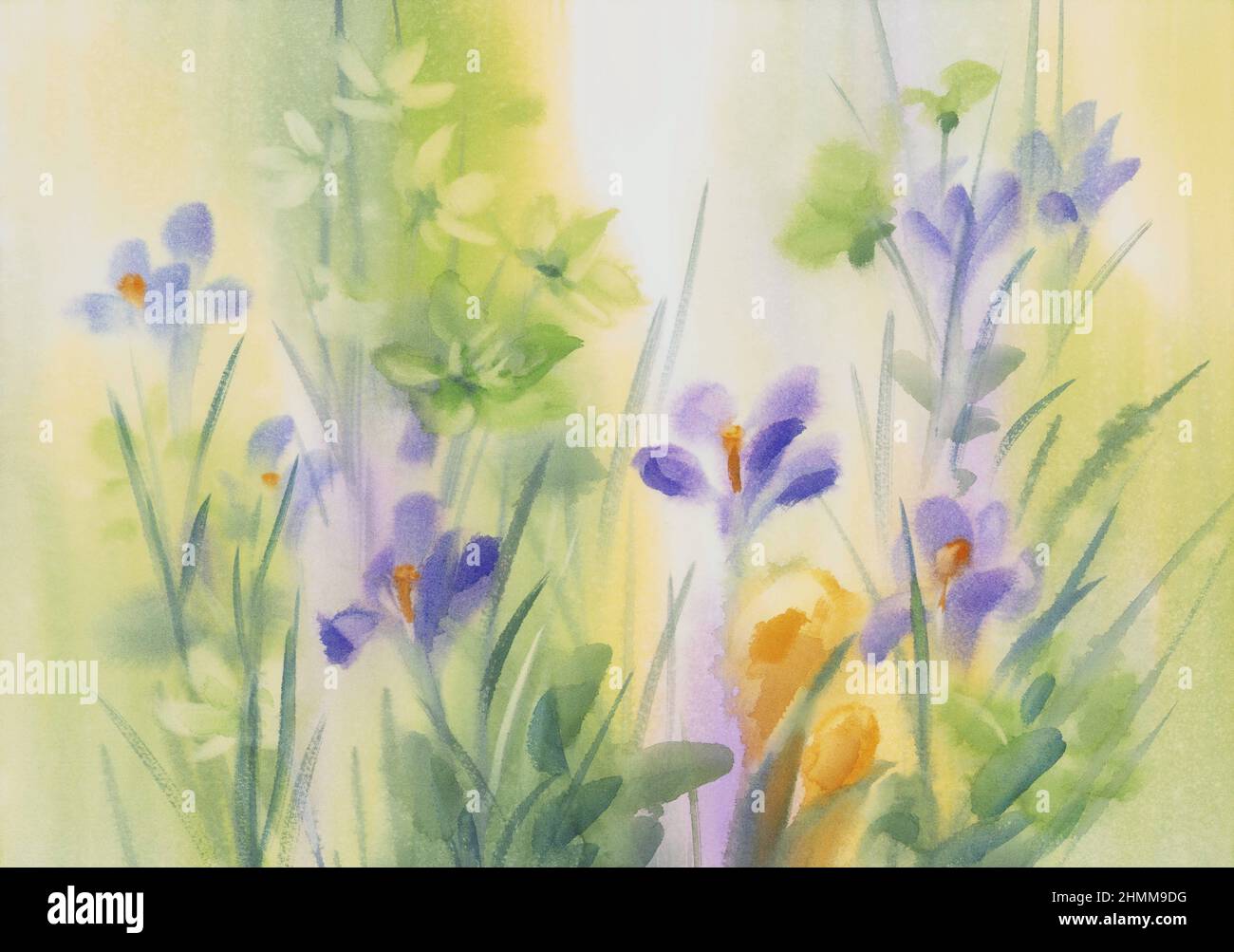 Violet and green spring flowers watercolor background Stock Photo - Alamy