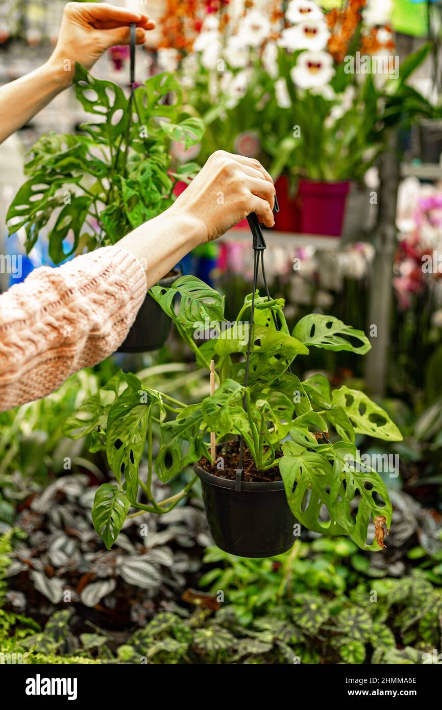 Human hands hold plants in a pot. Finding and buying plants for home ...