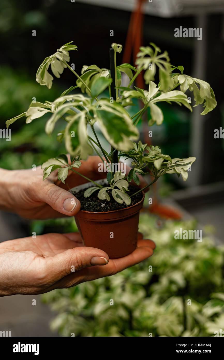 Human hands hold plants in a pot. Finding and buying plants for home ...