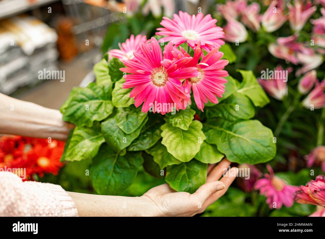 Human hands hold plants in a pot. Finding and buying plants for home ...