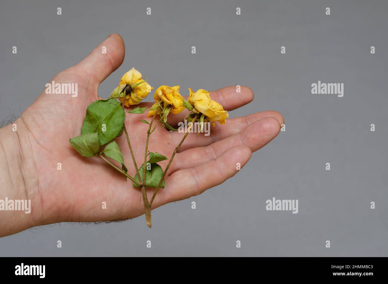 Dead person holding a rose hi-res stock photography and images - Alamy