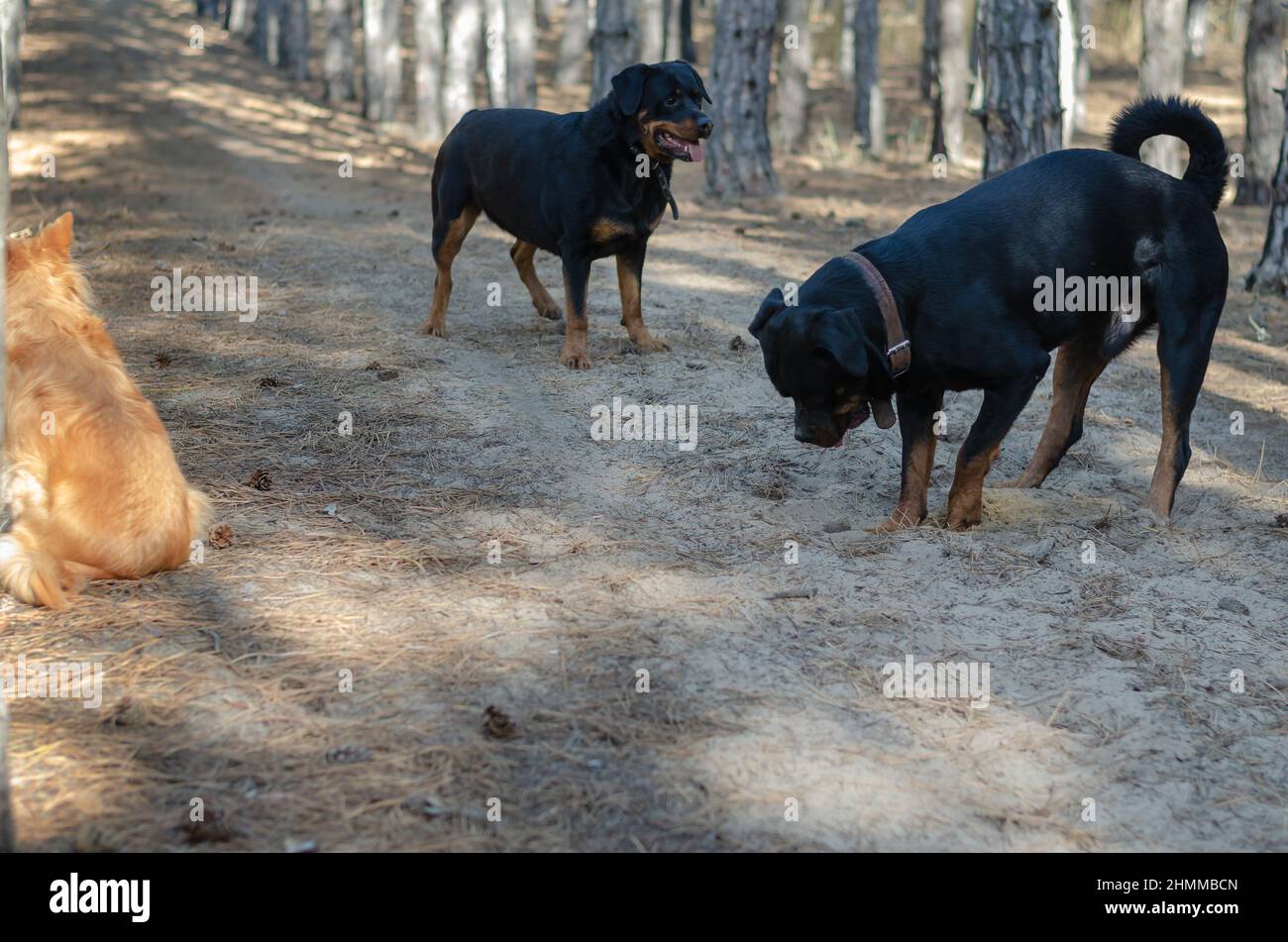 Dogs on a walk in a pine forest. A male Rottweiler digging the ground ...