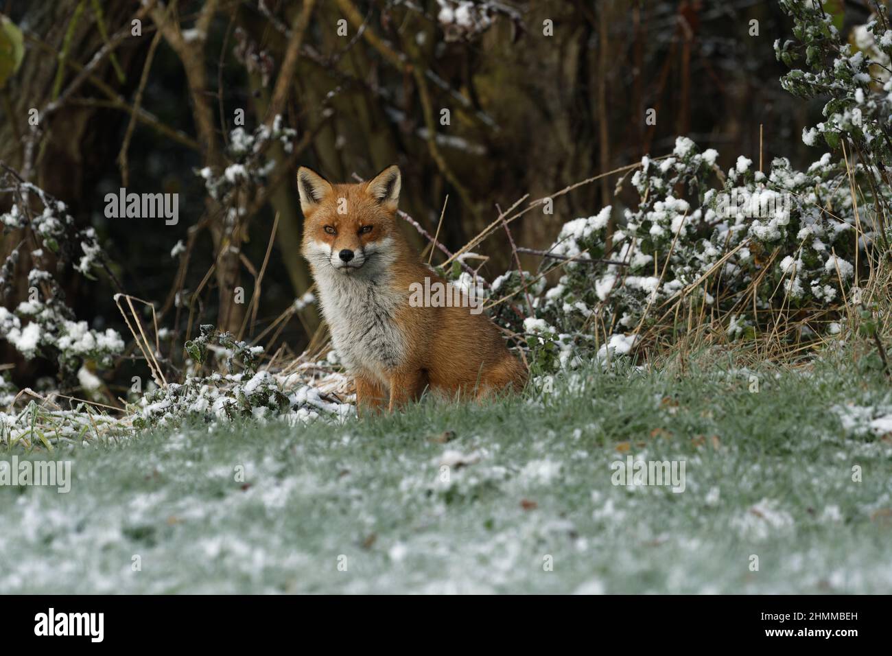 Fox dens hi-res stock photography and images - Alamy