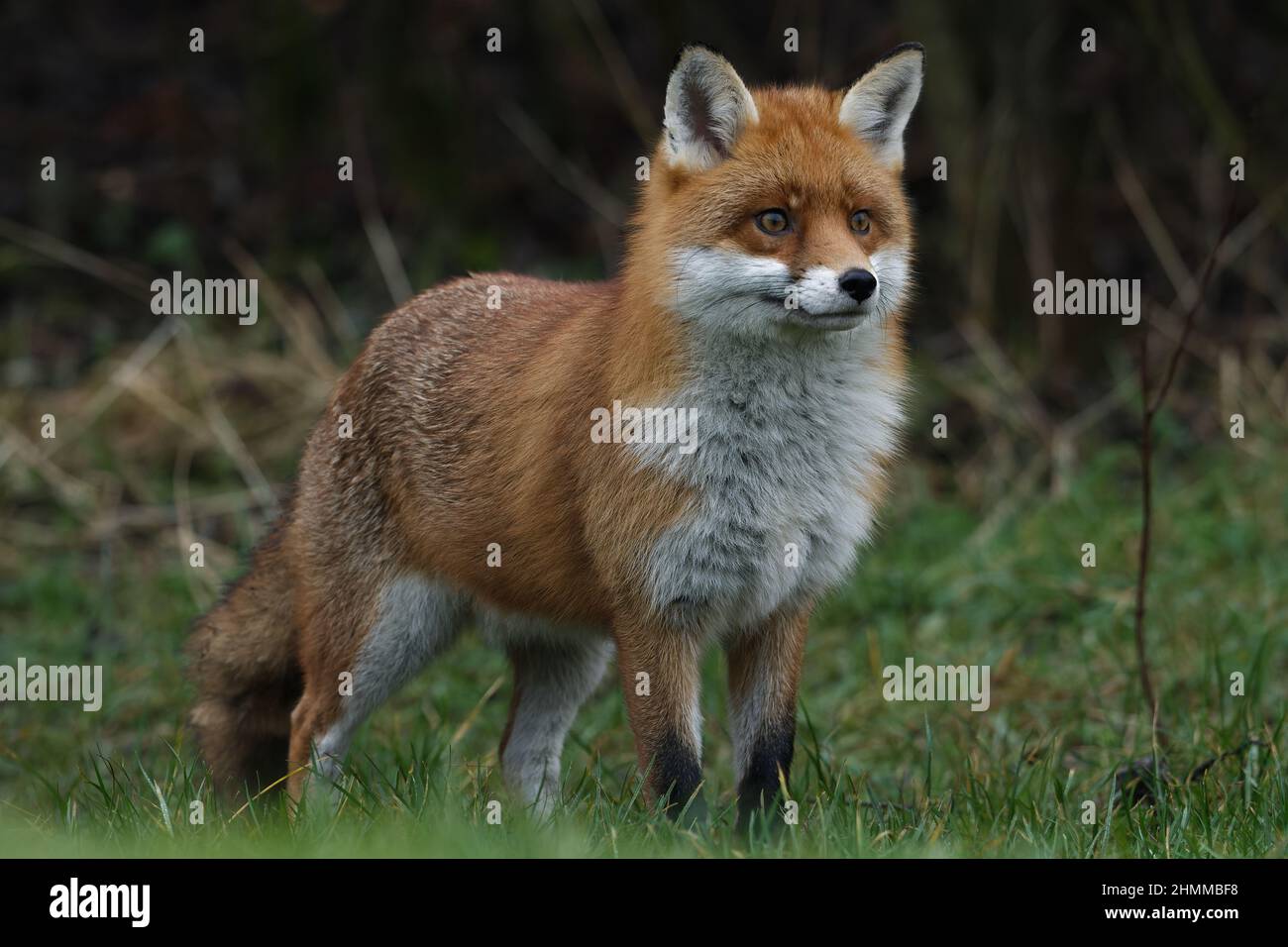 Foxes england hi-res stock photography and images - Alamy