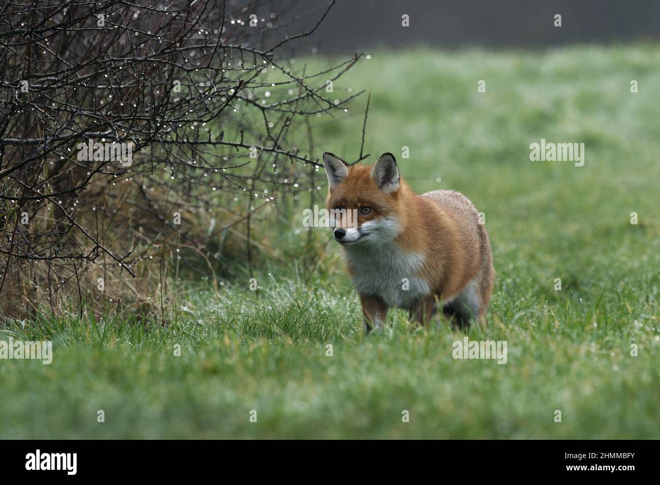 Foxes england hi-res stock photography and images - Alamy