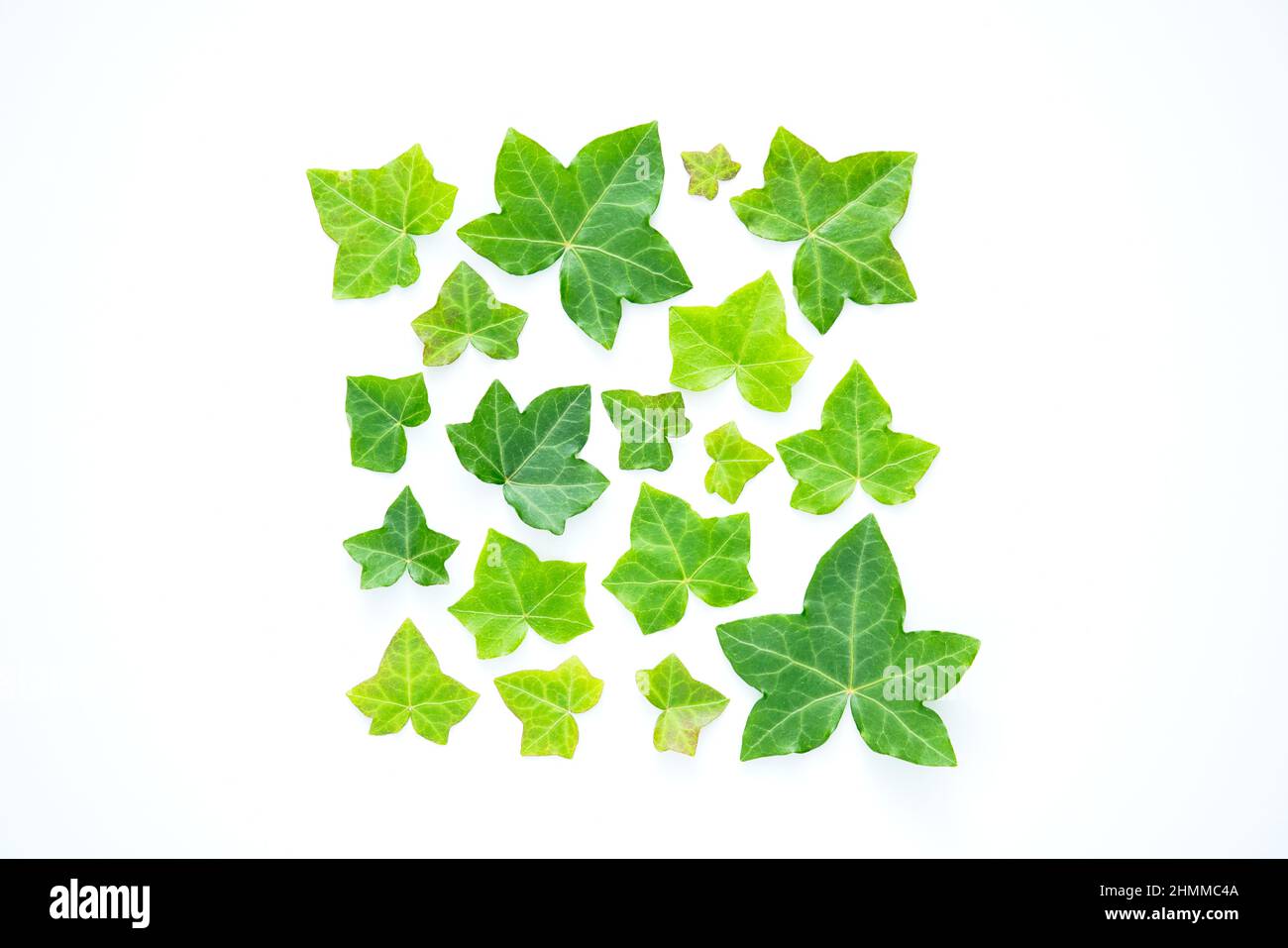 Various sizes of mixed green ivy leaves arranged in a square on a plain ...