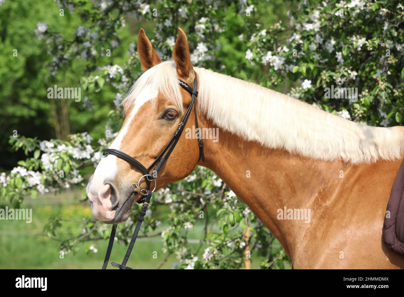 Amazing palomino warmblood in front of flowering tree Stock Photo - Alamy