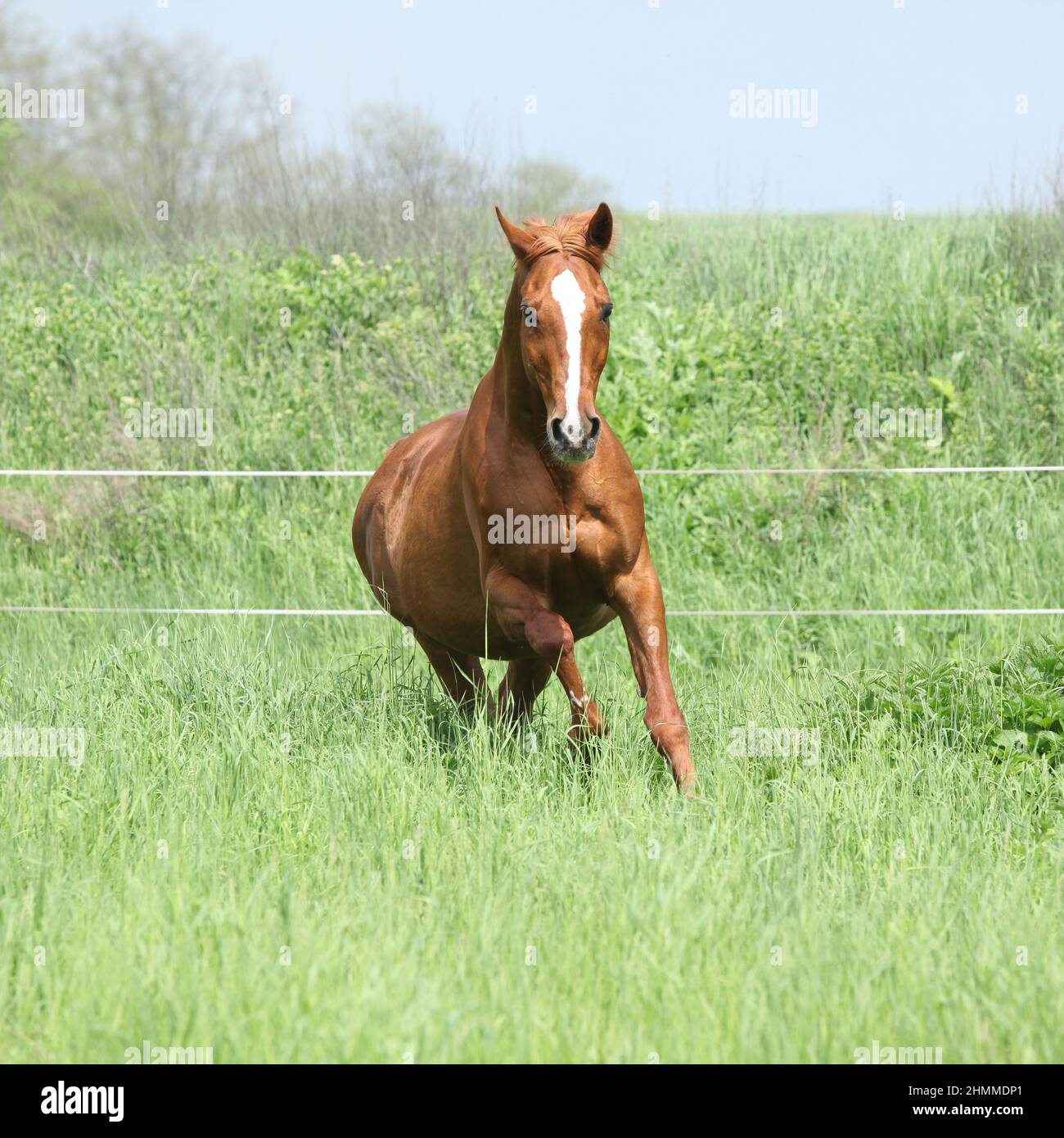 Beautiful chestnut Budyonny horse running in the grass Stock Photo - Alamy