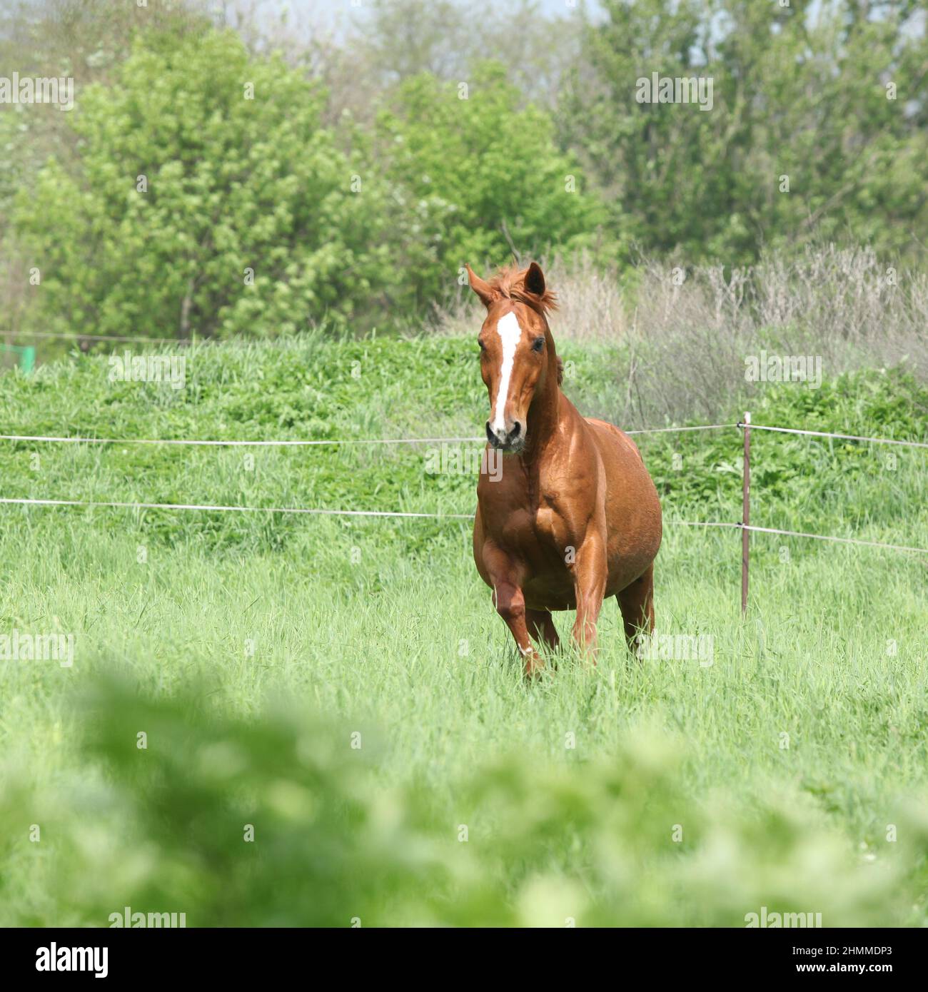Beautiful chestnut Budyonny horse running in the grass Stock Photo - Alamy