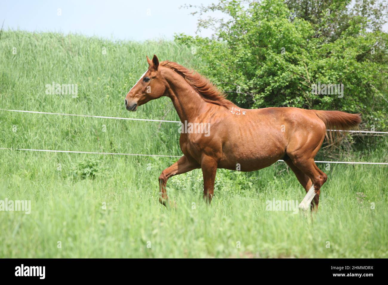 Beautiful chestnut Budyonny horse running in the grass Stock Photo - Alamy
